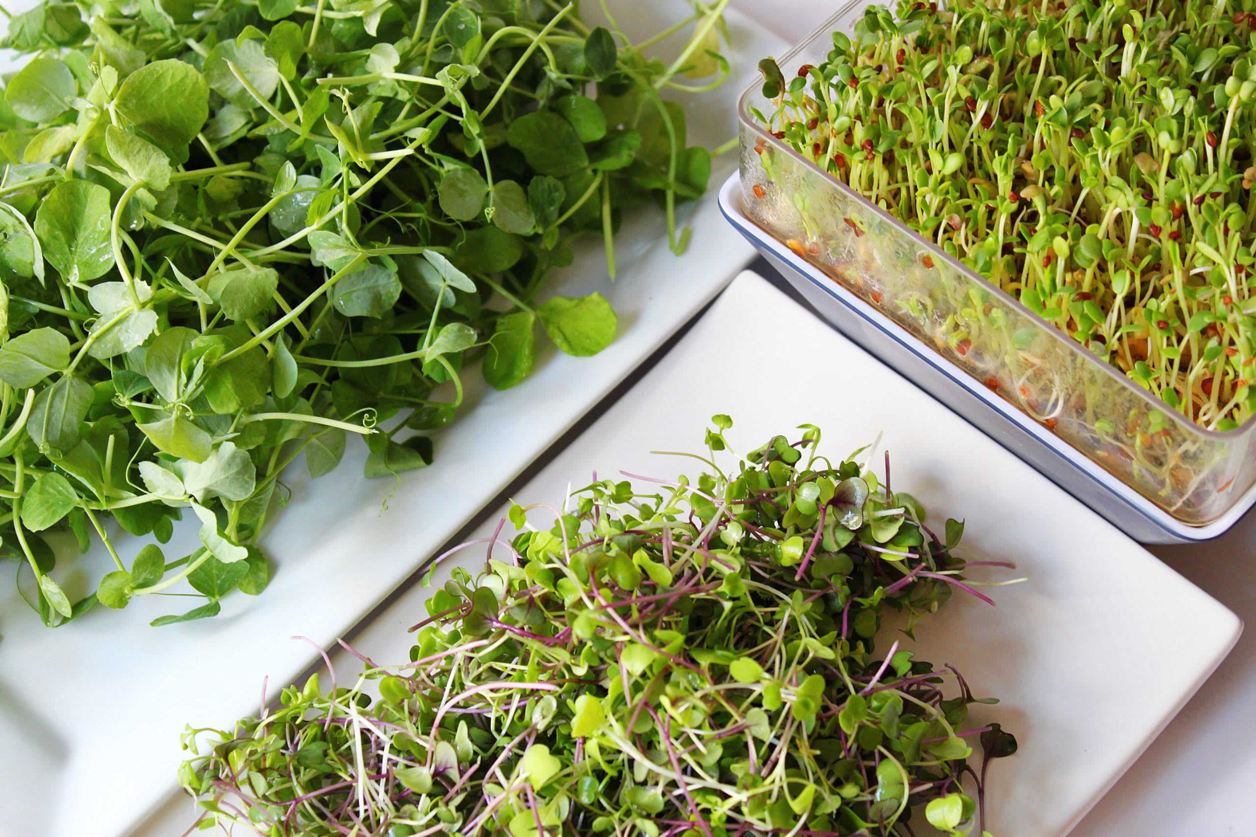 Grow your own mini greens - Good Magazine