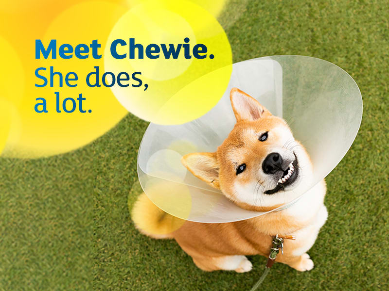 AA Pet Insurance and Quantum Jump ask 'What's in a name?' - stoppress.co.nz