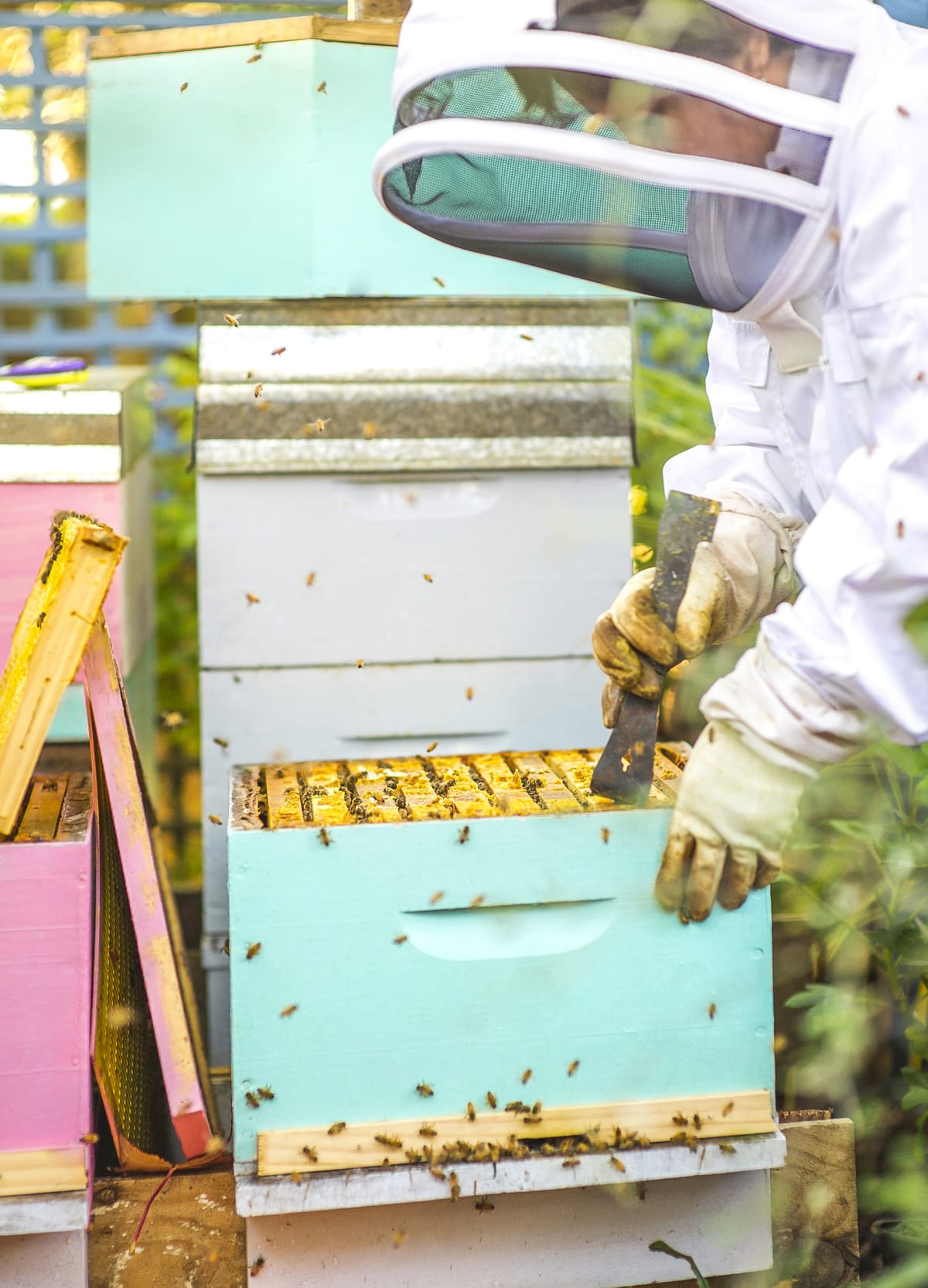 Bee Kind: Welcoming Bees to your garden - Good Magazine