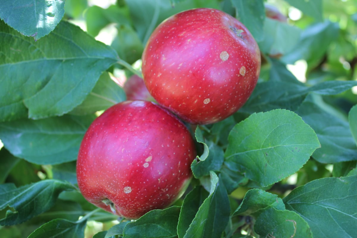 Looks funny, still tastes yummy! Introducing the Hailstone Heroes ...