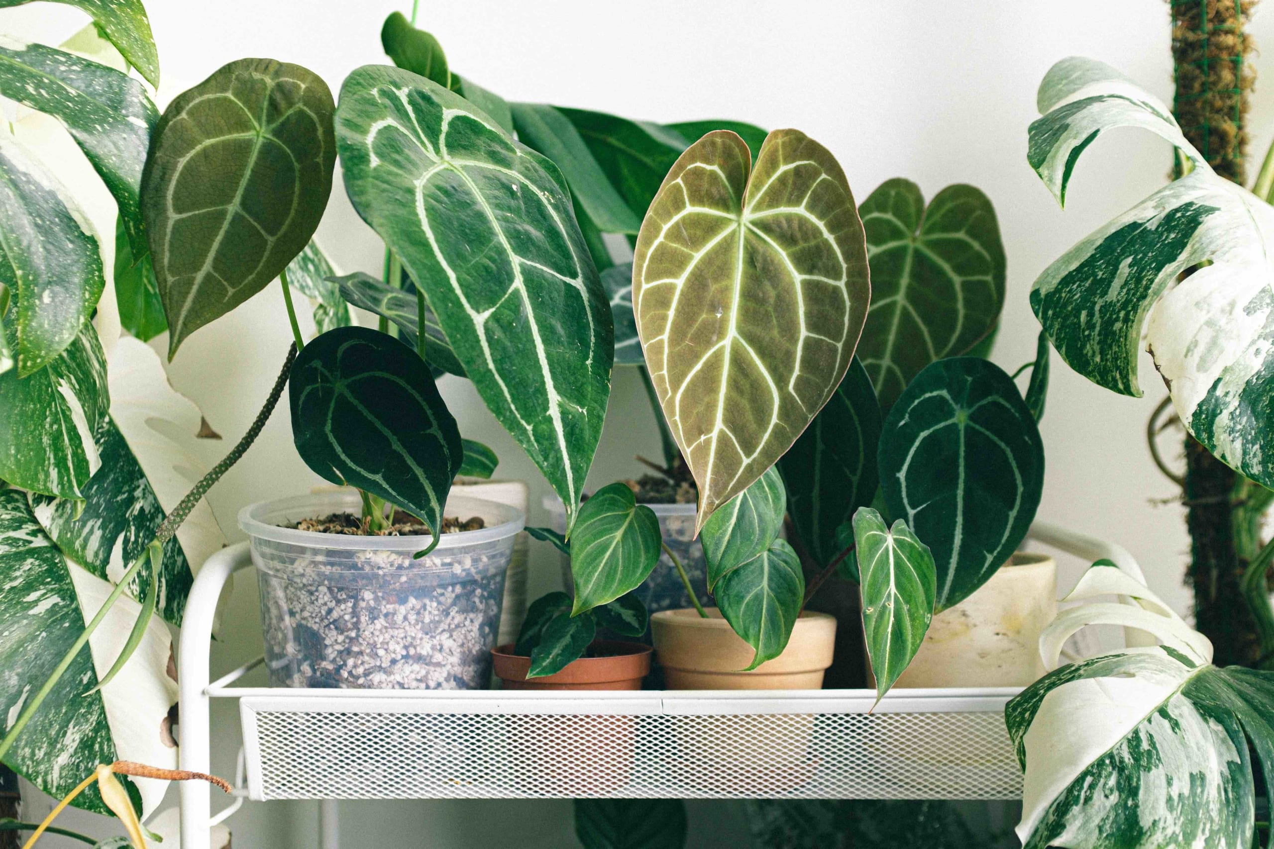 Best houseplants for beginners - Good Magazine