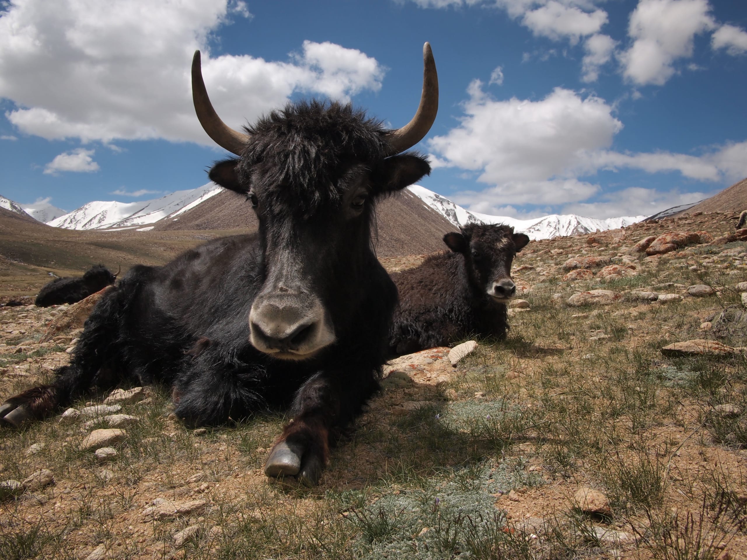 Move over, merino: get ready to wear yak wool made by a University of ...