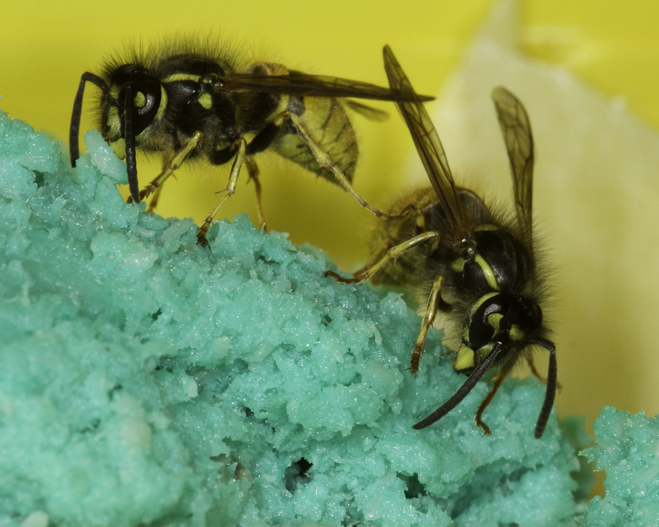 Vespex: The new superweapon in the war on wasps - Idealog