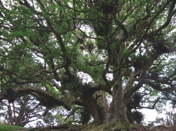 Nourishing our roots: what placenta planting means to our family - Good ...