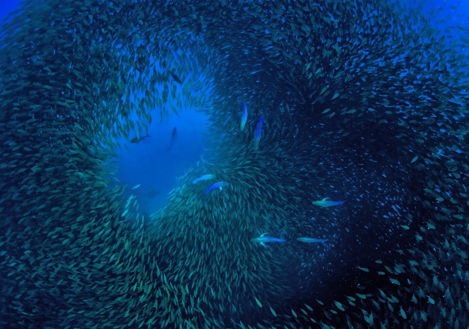 SOSRA | Data Architecture