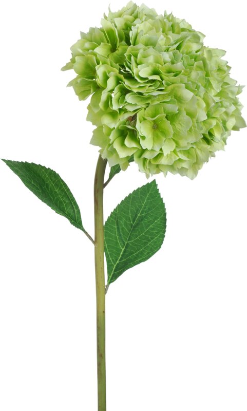 Hydrangea Stem