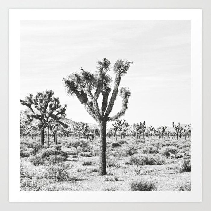 Joshua Tree Art Print