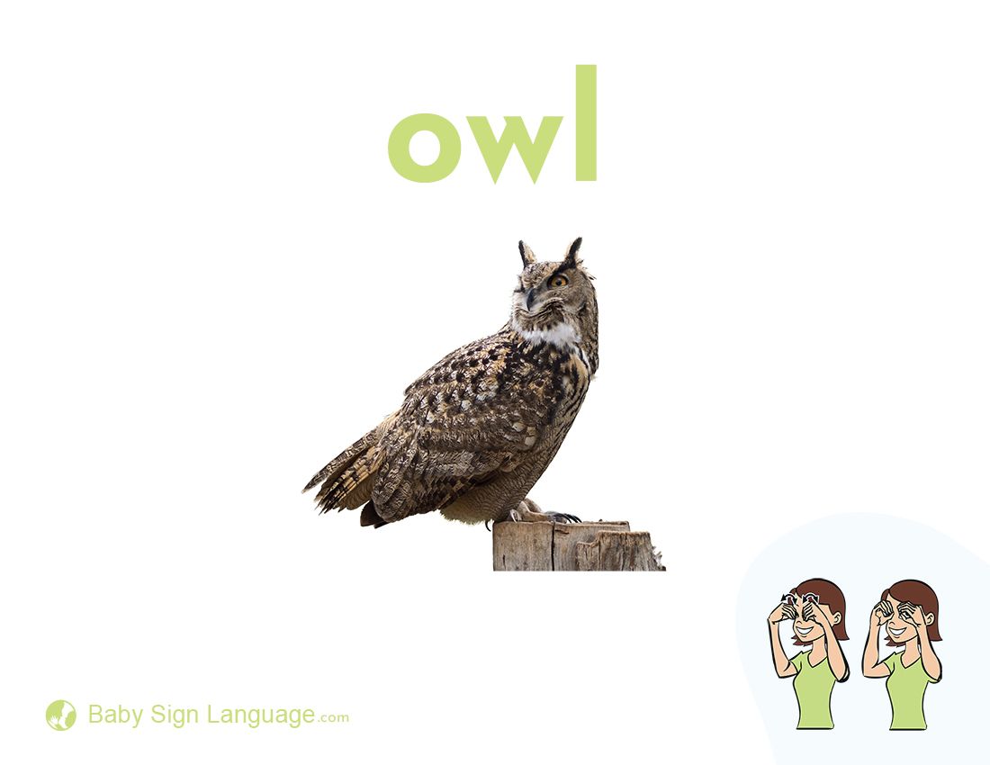 Language learning owl - kioskjnr