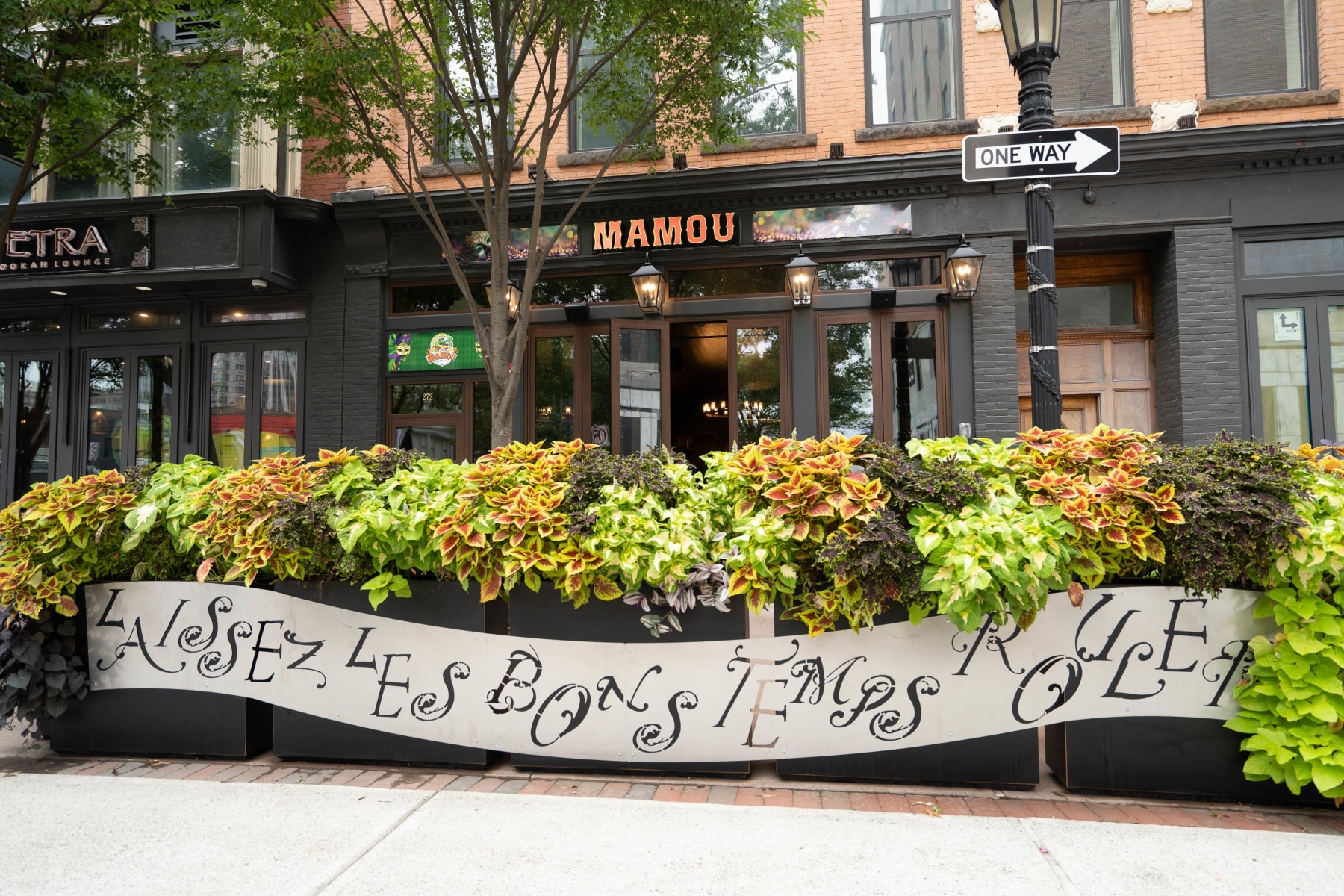 Mamou - Springfield, MA