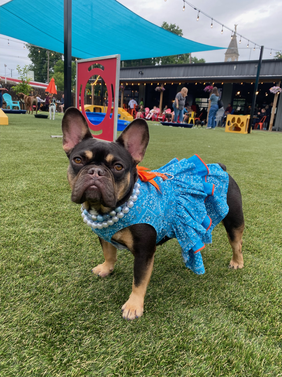Must-Try Bar in Highlands, Louisville | PG&J's Dog Bar