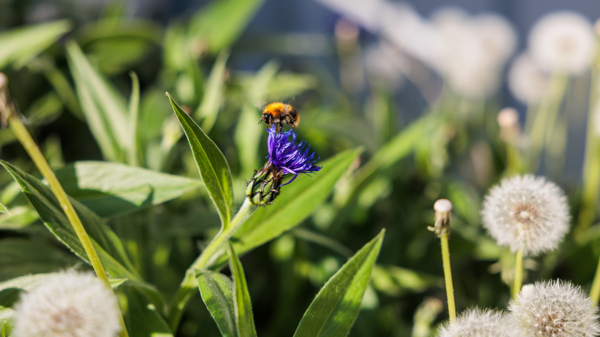 La humla suse og gresset gro - Rælingen kommune