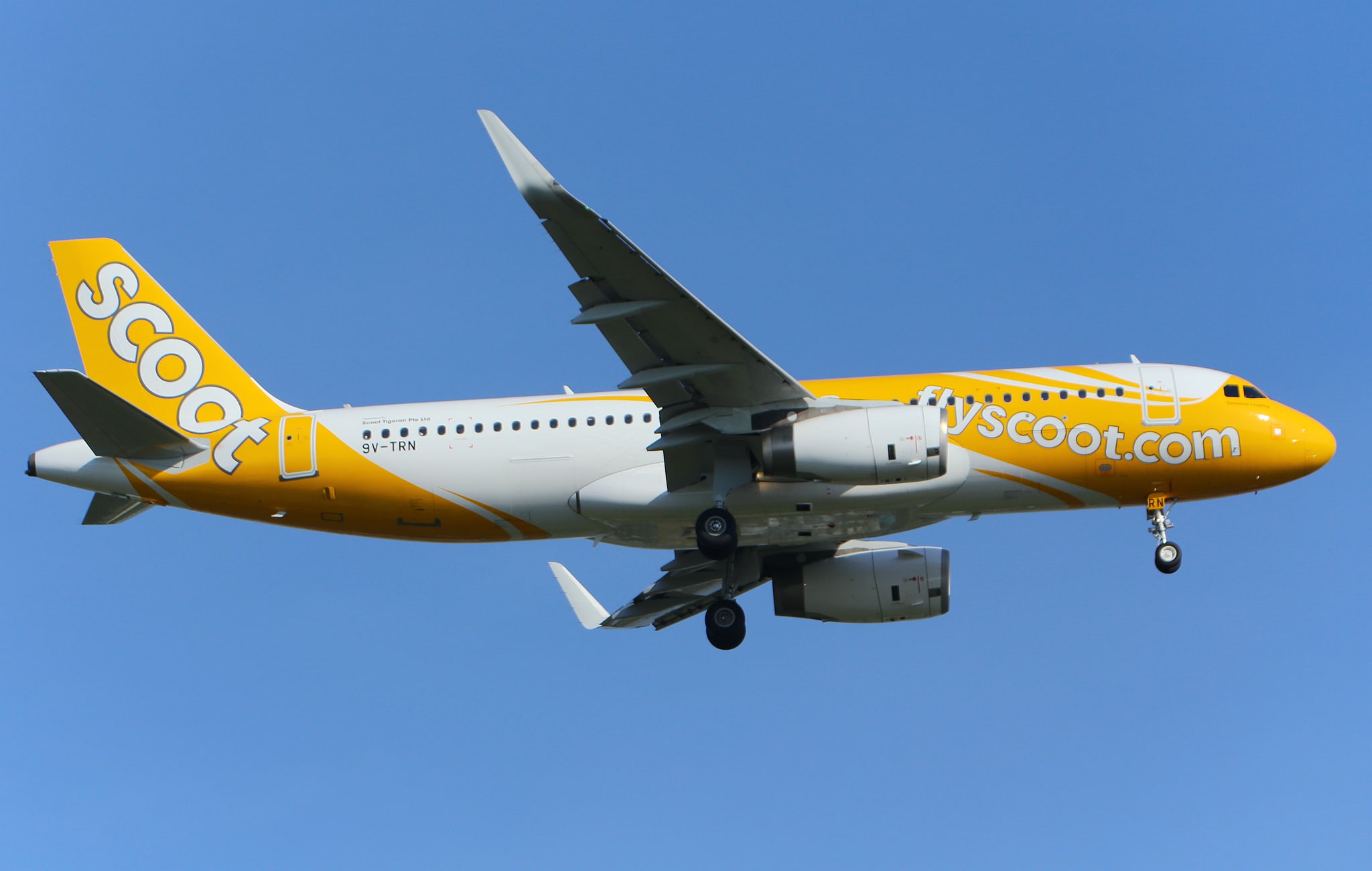 Scoot Airbus A320-232 - Star Alliance Virtual