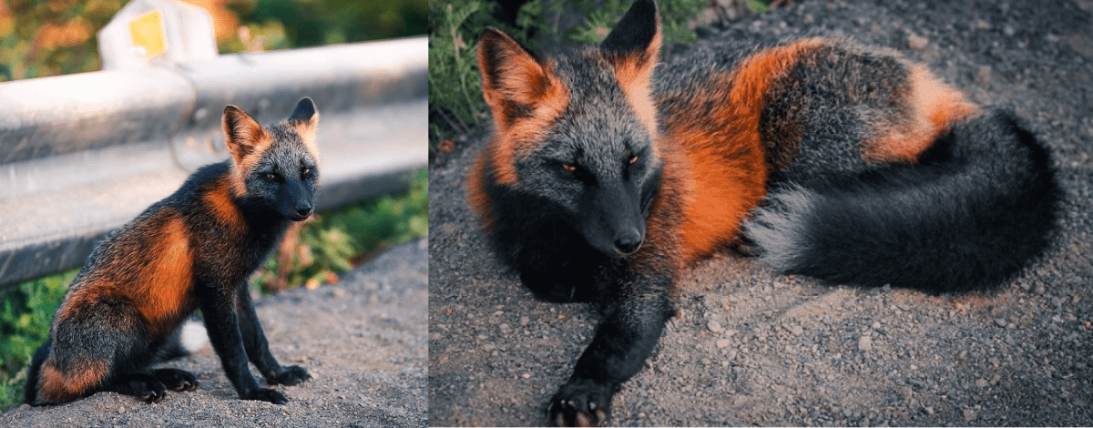 Extremely Rare Black and Red Fox.