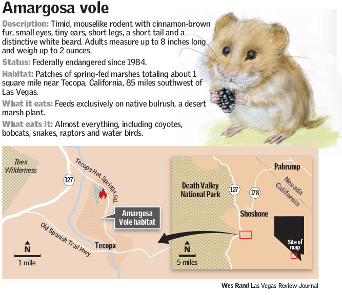 Researchers worry for vole after wildfire burns habitat | Local Nevada ...