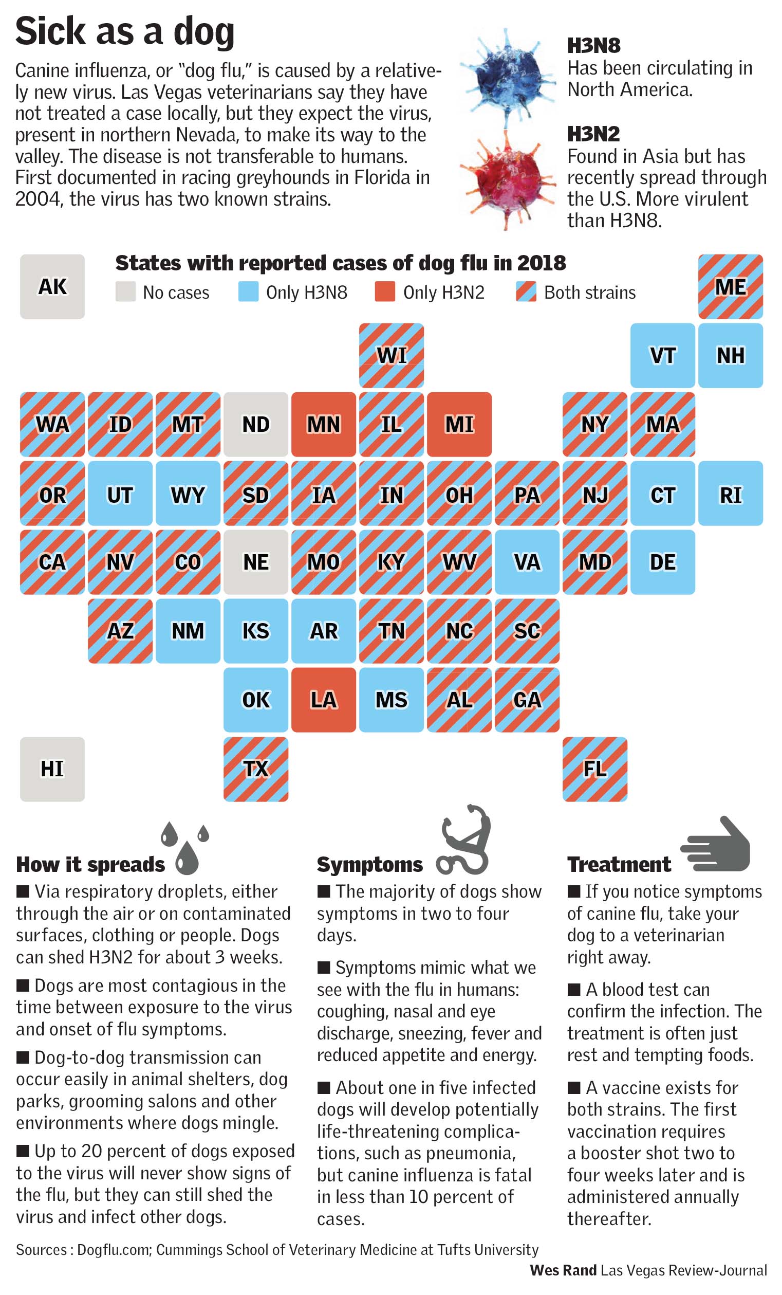 Dog flu spreads to Nevada, expected to hit Las Vegas soon | Local Las ...