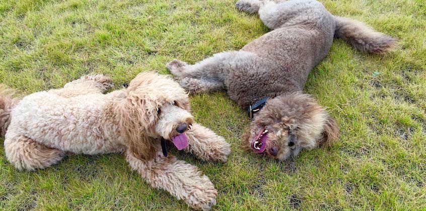 How to Create a Safe Outdoor Space for Your Dog | Storagefront