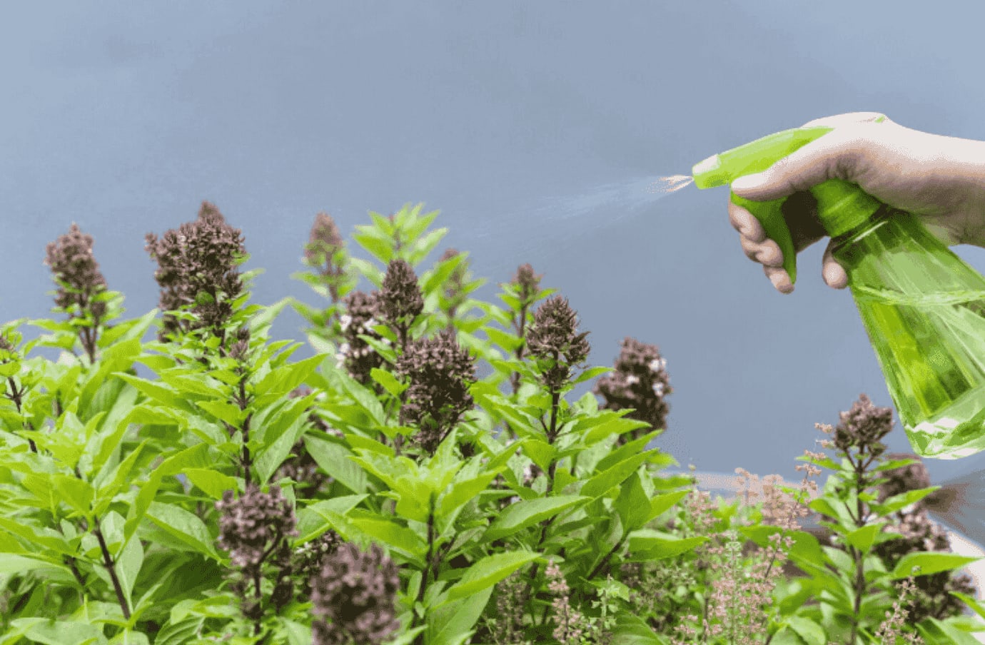 Detailed Guide to Using Gramoxone Herbicide | Spray Karo