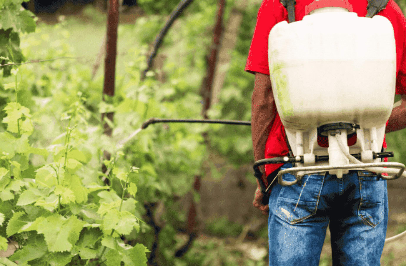 How Tilt Fungicide Ensures Better Crop Disease Protection