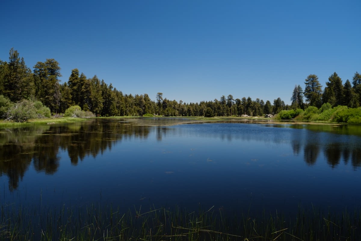 Bluff Lake and Champion Lodgepole Pine - Trail Coffee