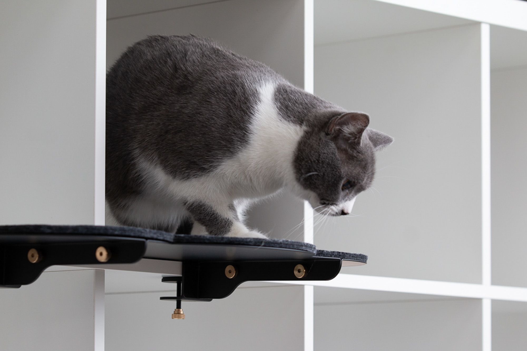 Project — Catssup - Studio RYTE