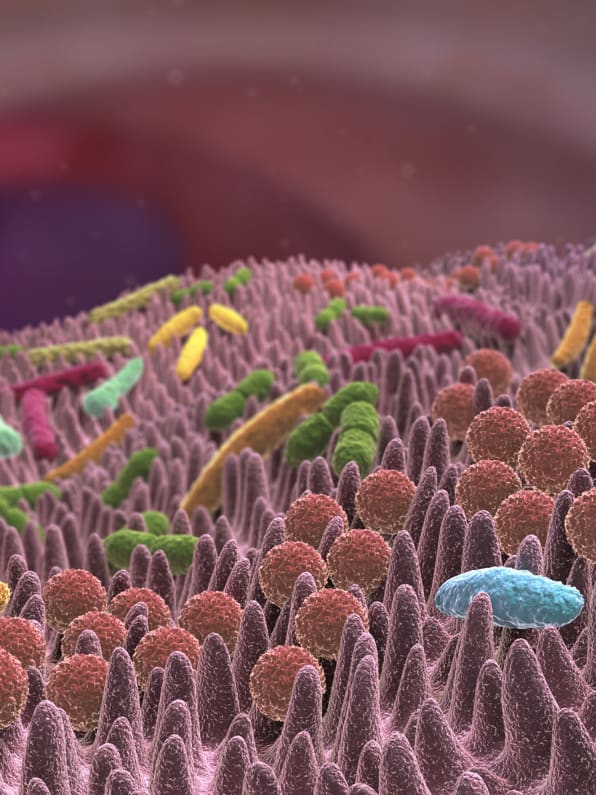 Was sind Darmbakterien?