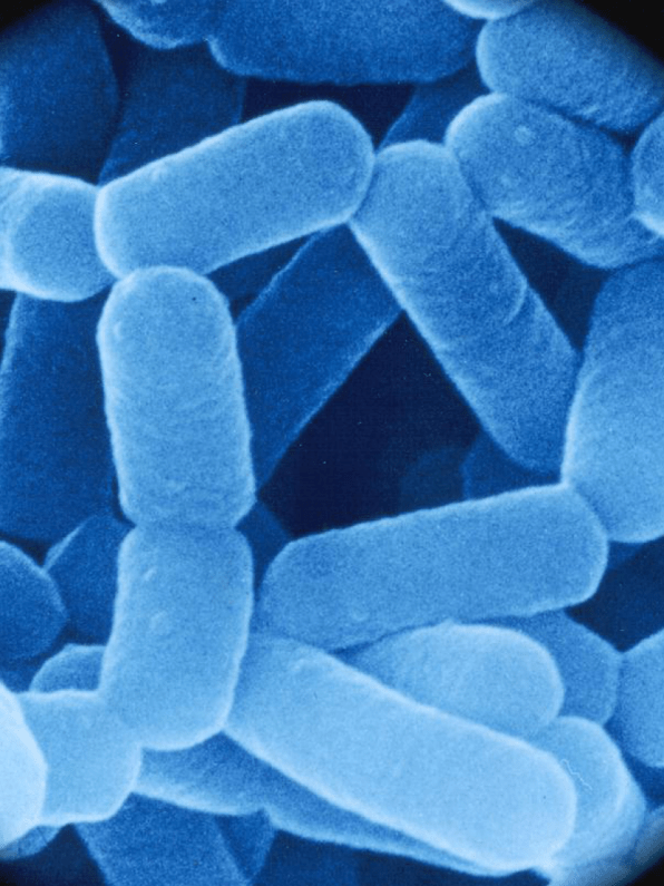 Warum brauchen wir gute Bakterien?