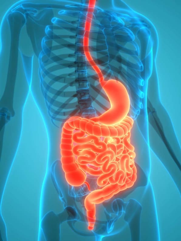 Intestino: perchè è importante per il nostro benessere - Yakult