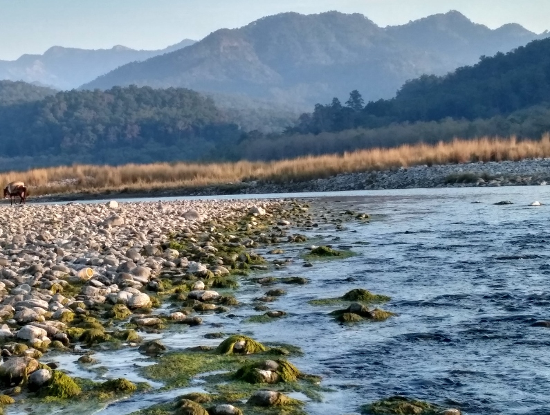 Kosi River in Corbett, India | Day Tripe with Sunleisureworld