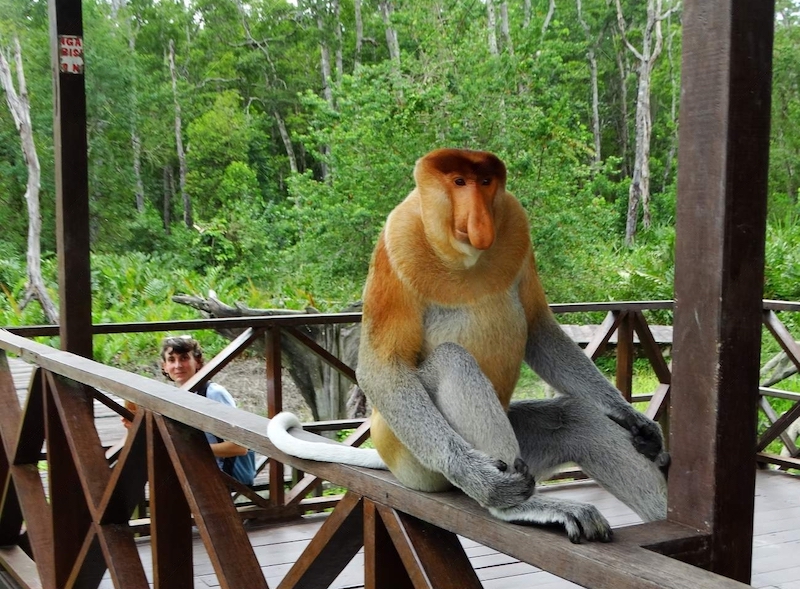 Labuk Bay Proboscis Monkey Sanctuary in Sabah Sandakan, Malaysia | Day ...