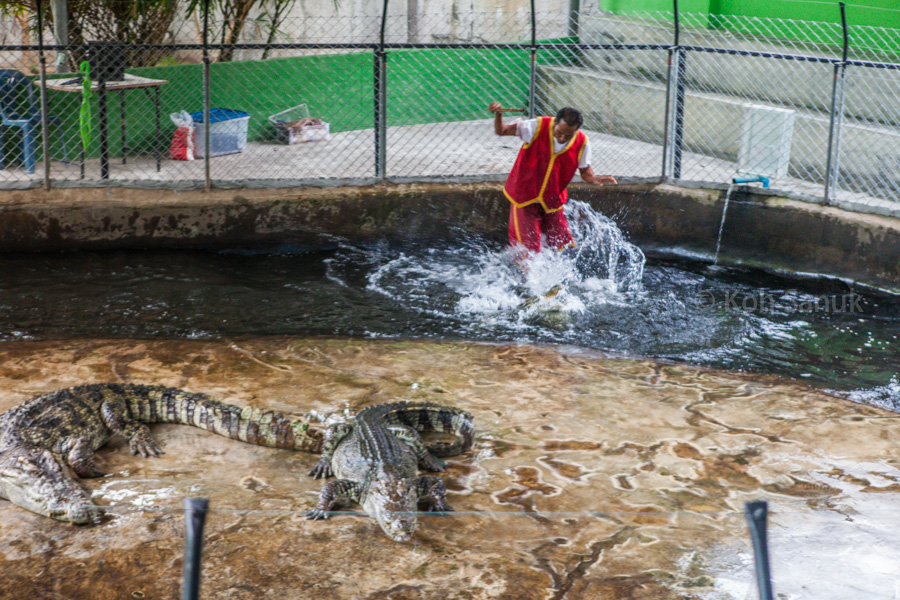 Exclusive Safari Tour with 3 Shows (Elephant, Monkey, Crocodile) Tours ...