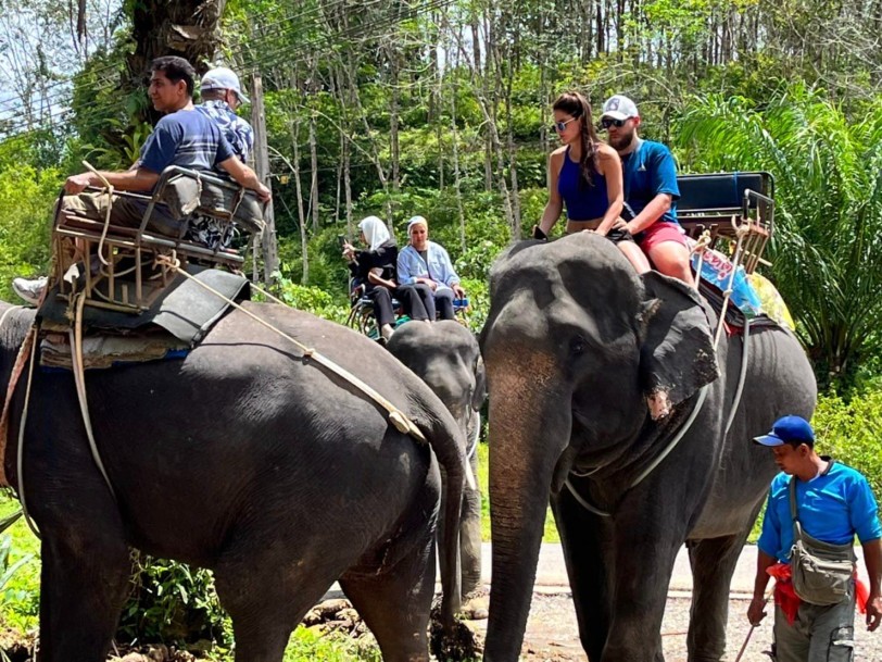 Phuket City Tour: Elephant Trekking + Elephant Show + Monkey Show Tours ...