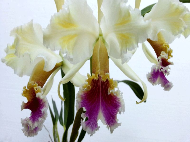 Galleria | Suomen Orkideayhdistys ry