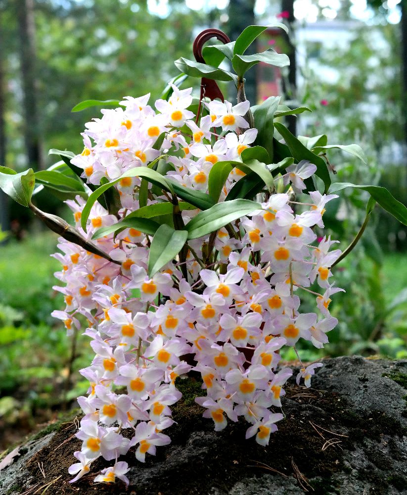 Galleria | Suomen Orkideayhdistys ry