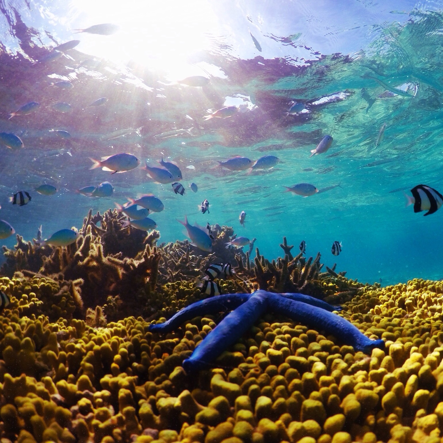Guam Coral Reef