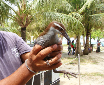 Ko'ko' Birds in Guam | History, Where to Find & Ko'ko' Race