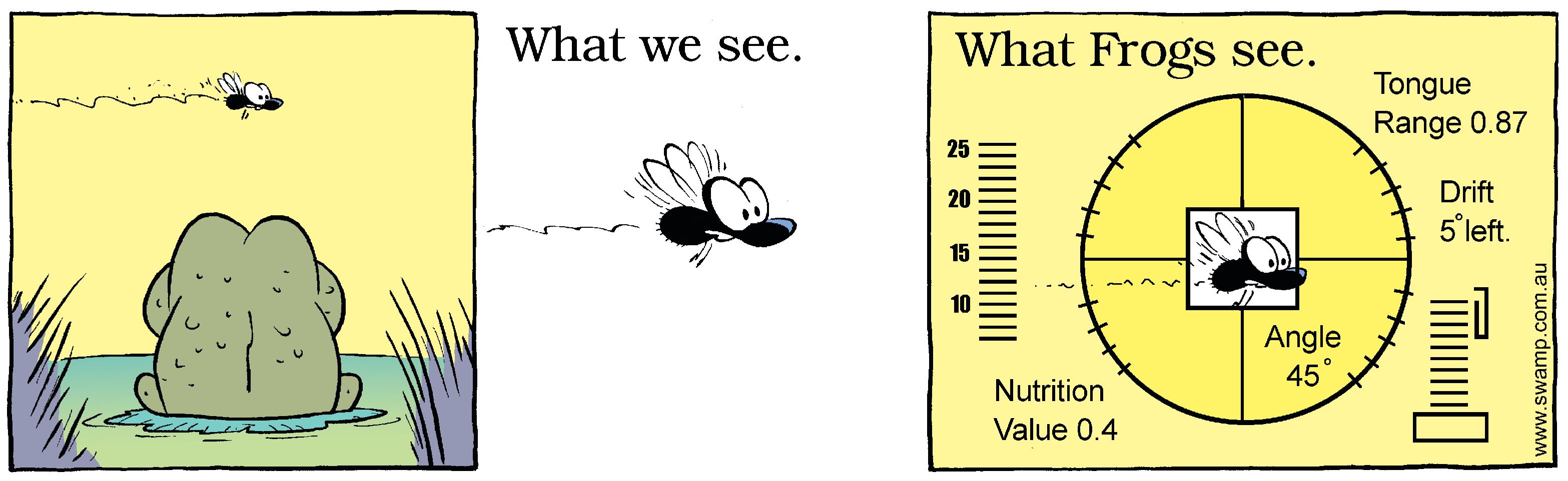 Wart Frog Fly Comic - Swamp Cartoons