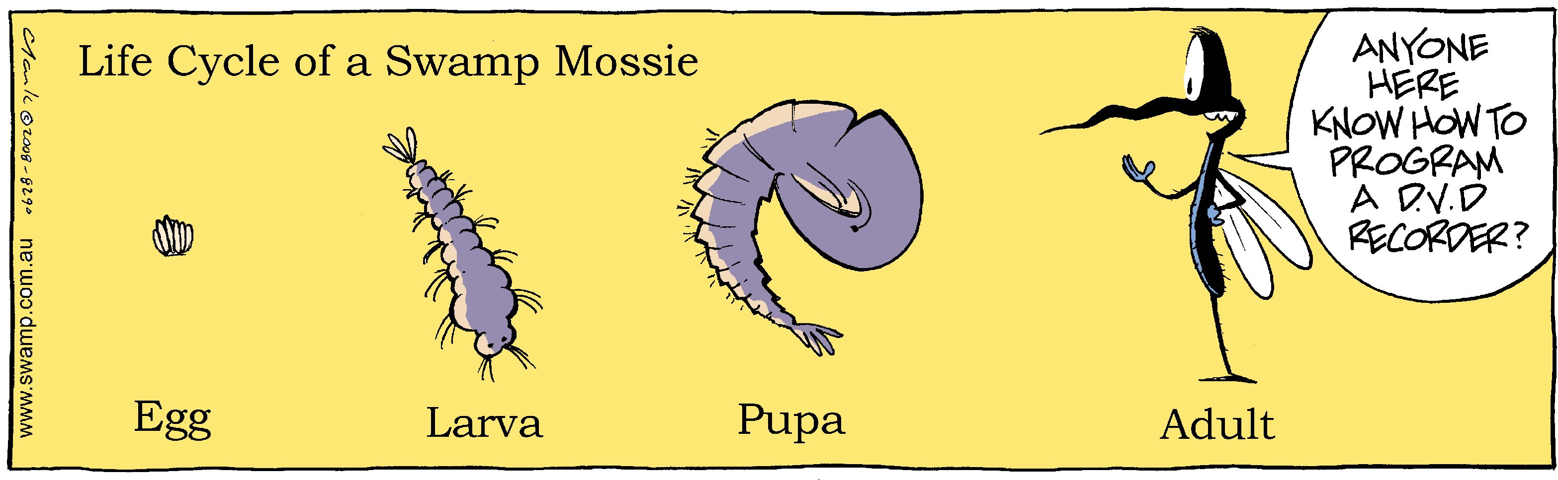 Life Cycle of a Swamp Mossie - Swamp Cartoons