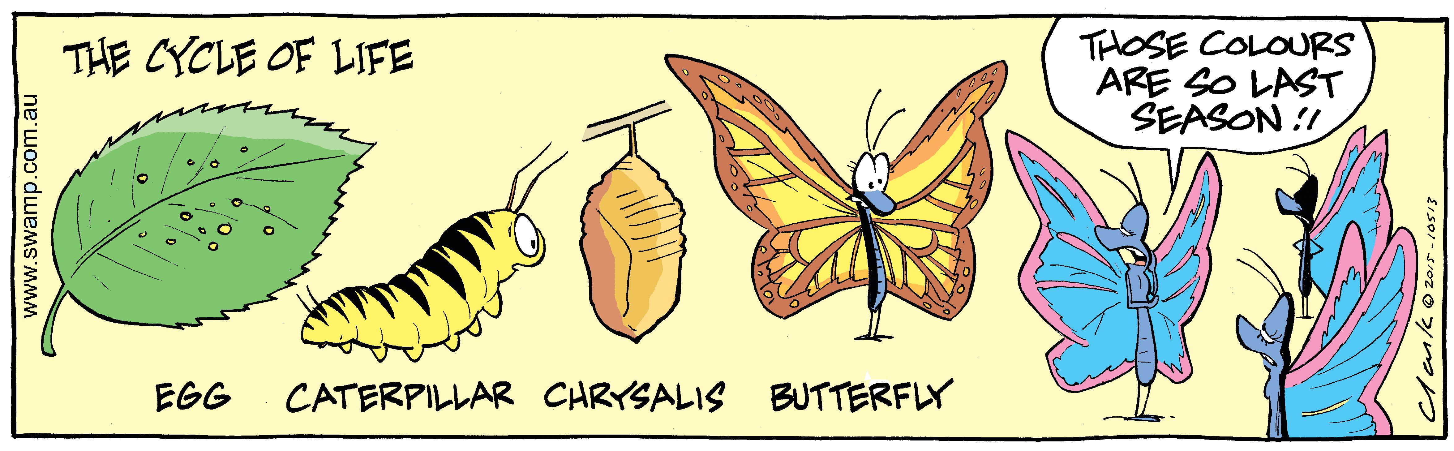 Butterfly Life Cycle Comic - Swamp Cartoons