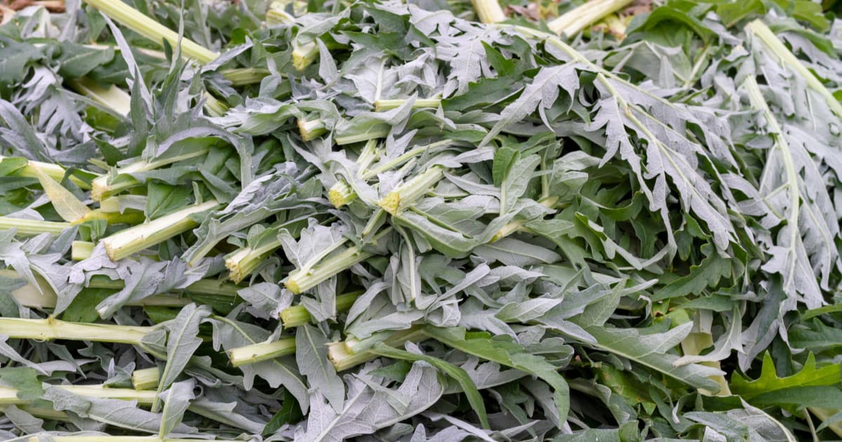 Kardy: Jetzt Saison? | Swissmilk