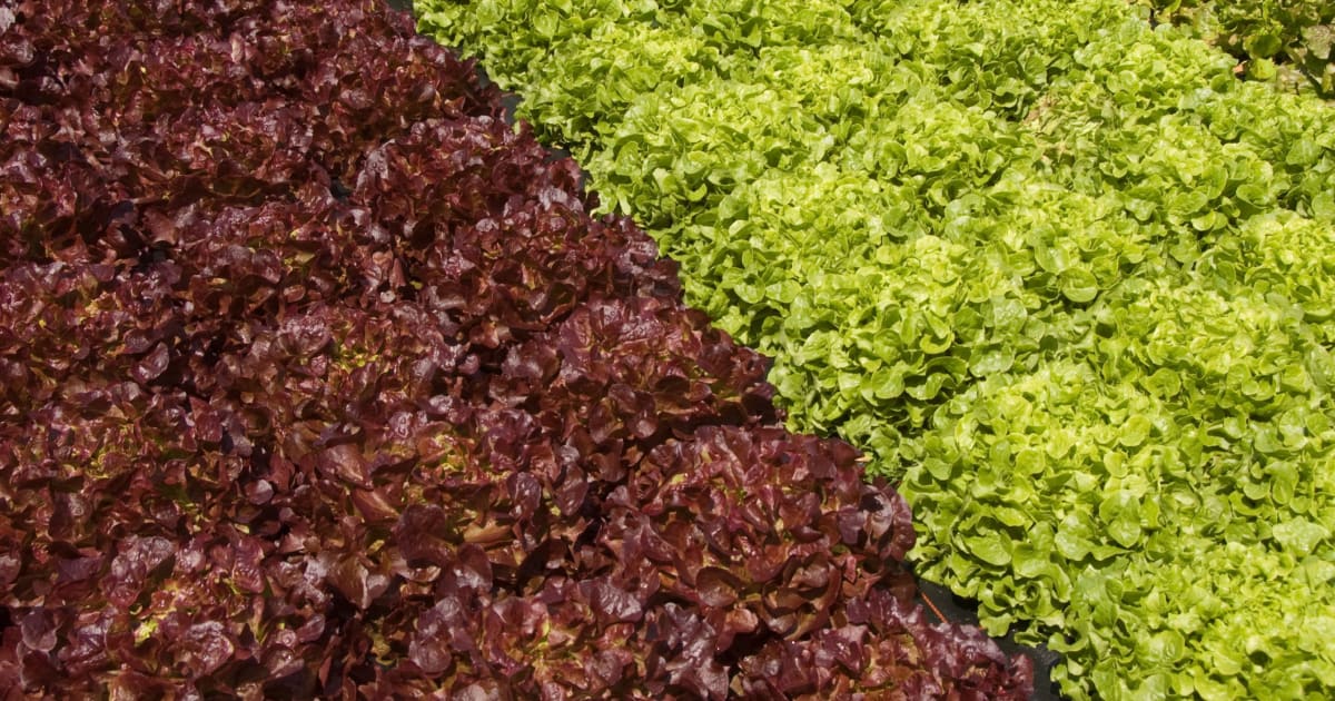 Lollosalat: Jetzt Saison? | Swissmilk