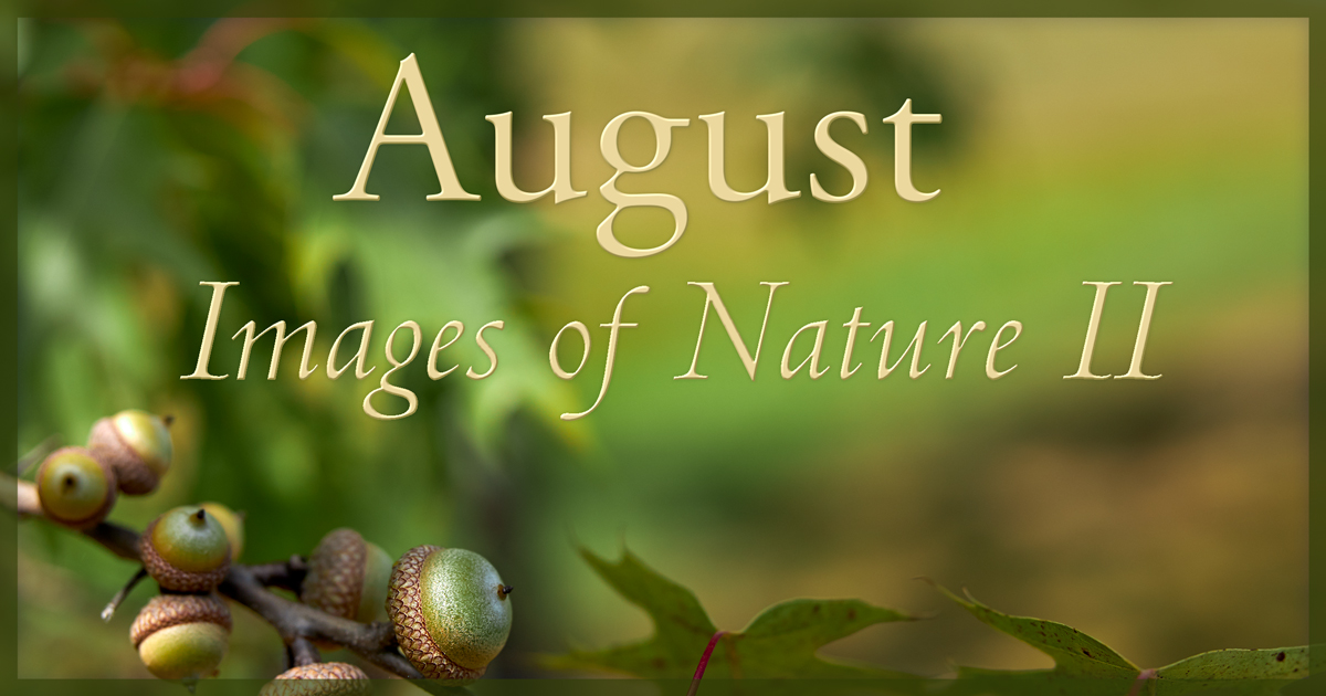 August 2019: Images of Nature II