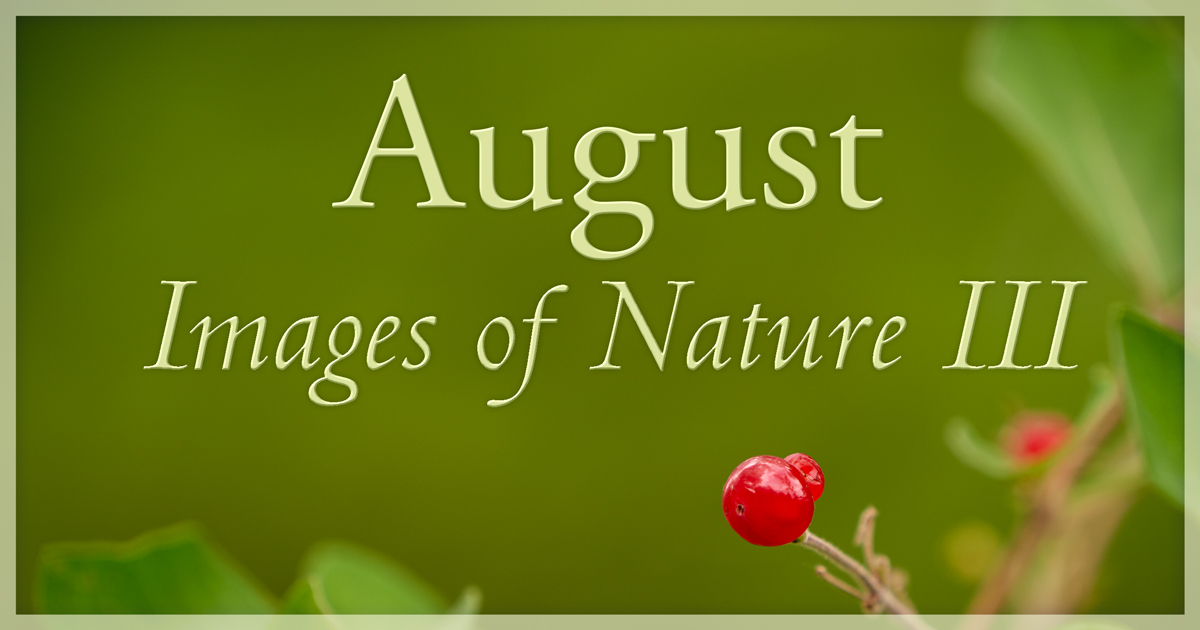 August 2019: Images of Nature III