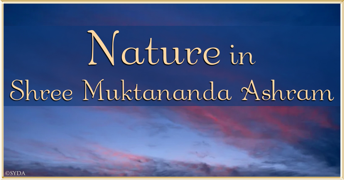 August 2020: Nature in Shree Muktananda Ashram I