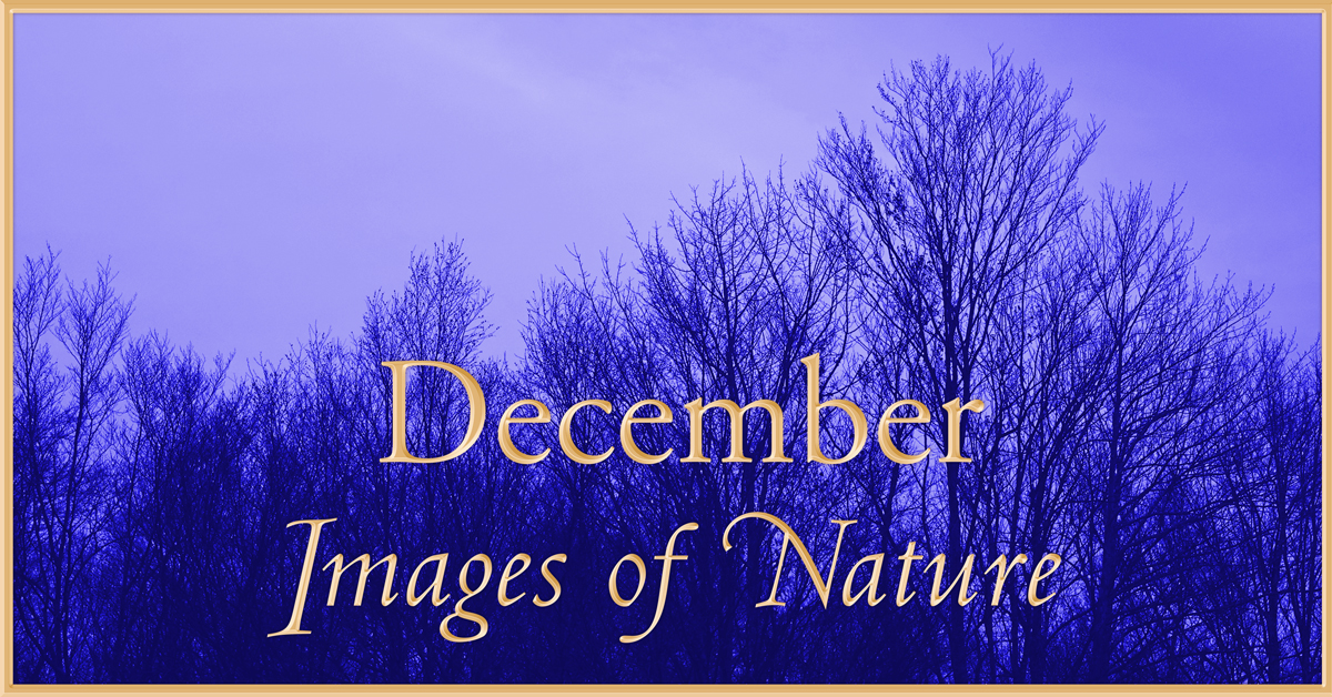 December 2019: Images of Nature