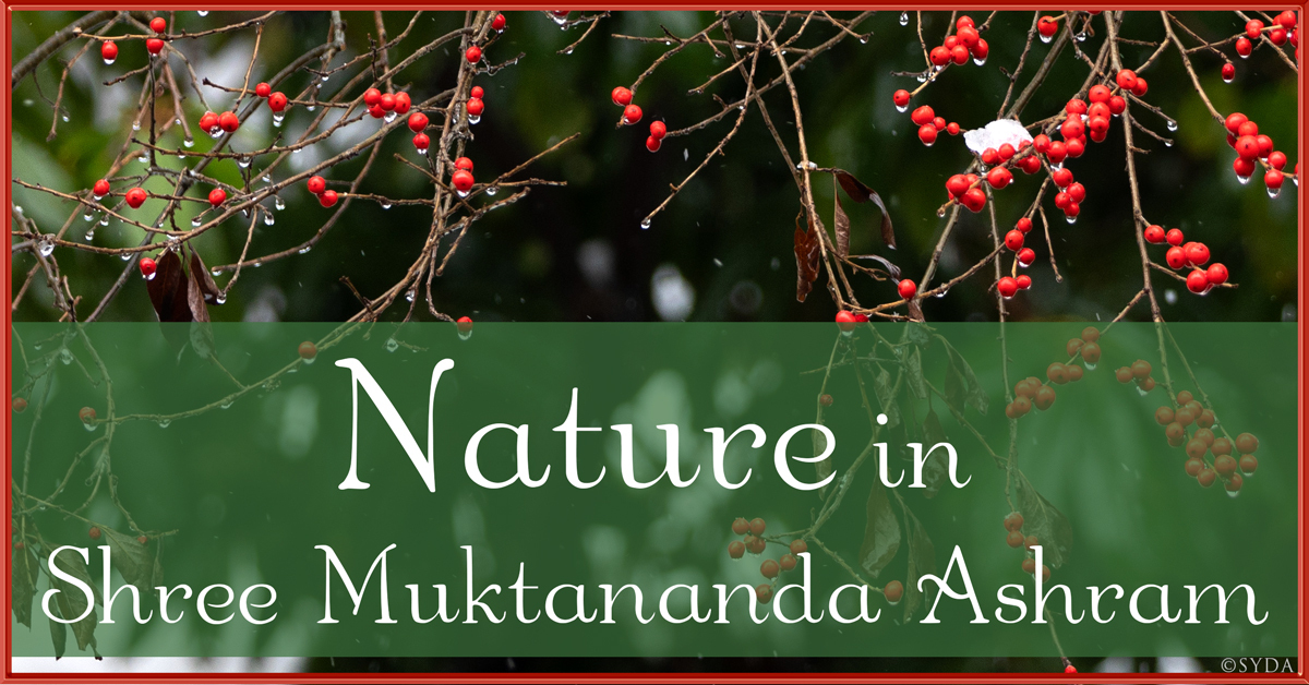 December 2024: Nature in Shree Muktananda Ashram