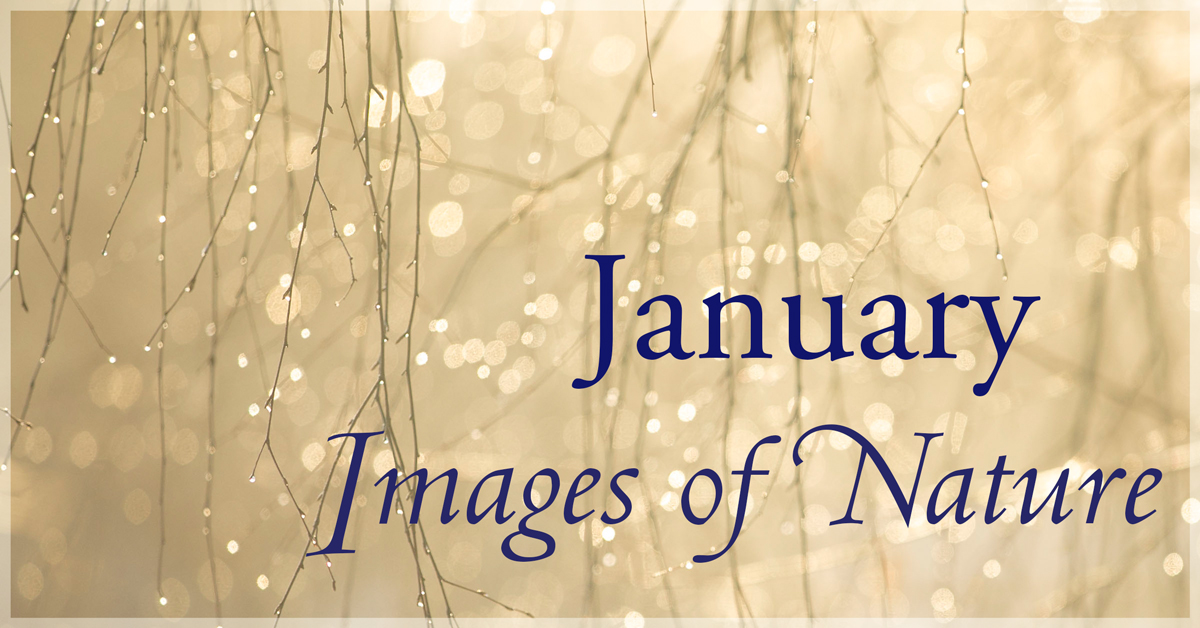 January 2020: Images of Nature