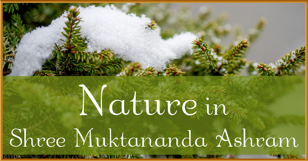 January 2025: Nature in Shree Muktananda Ashram