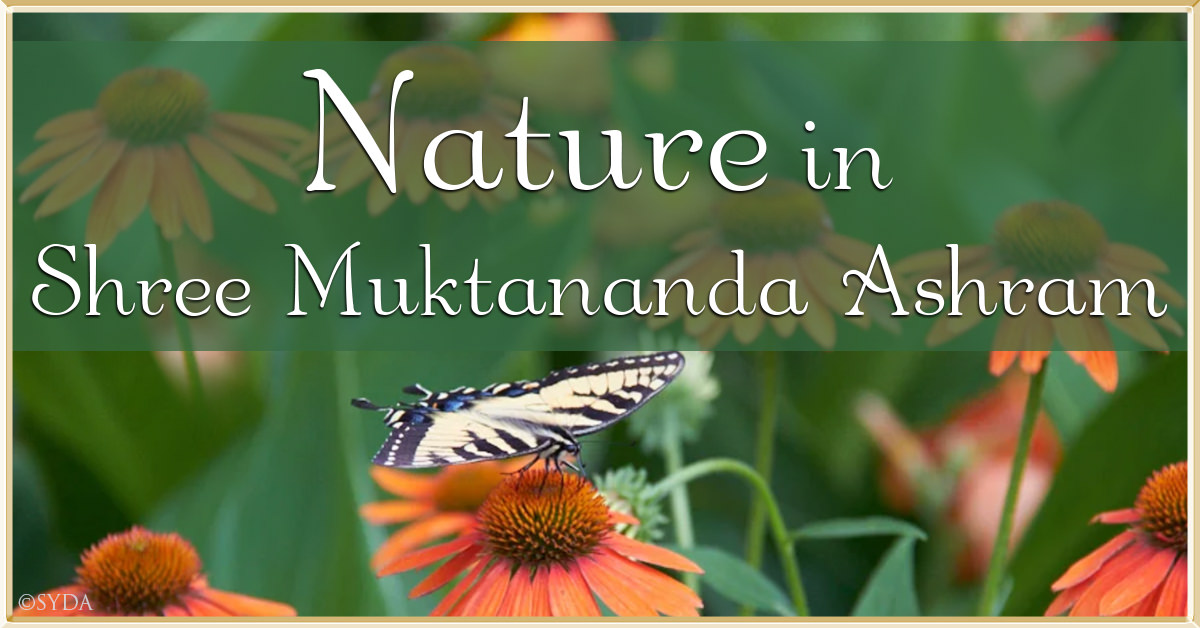 July 2021: Nature in Shree Muktananda Ashram III