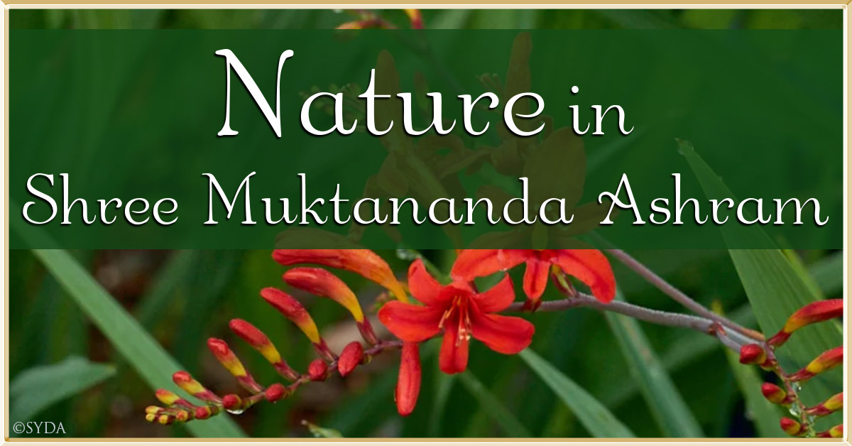 July 2021: Nature in Shree Muktananda Ashram I