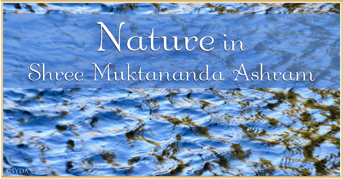 March 2021: Nature in Shree Muktananda Ashram